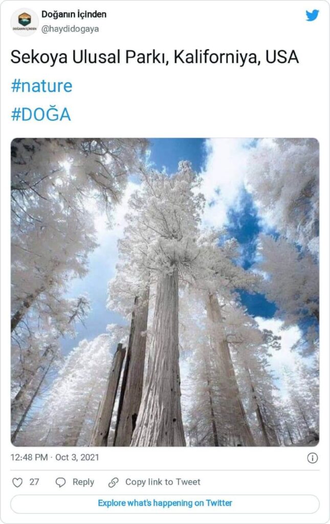 Kızılötesi Filtreli Dev Sekoya Ağacı Fotoğrafı - Malumatfuruş