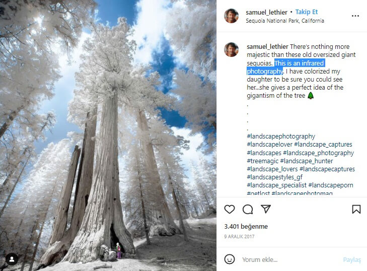 Kızılötesi Filtreli Dev Sekoya Ağacı Fotoğrafı - Malumatfuruş