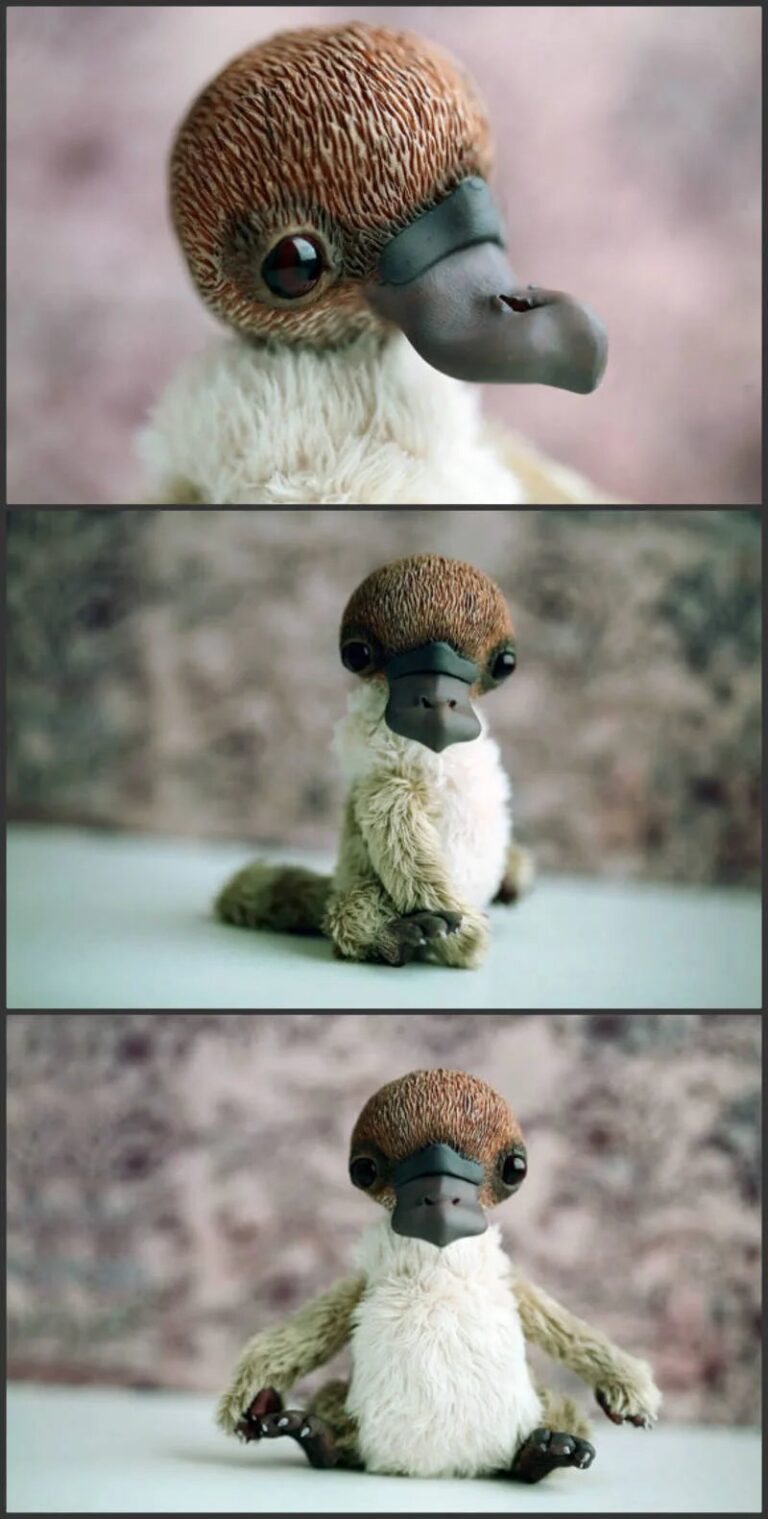 Ornitorenk Yavrusuna Ait Sanılan Fotoğraflar - Malumatfuruş